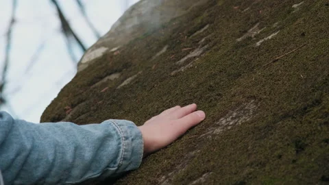 Kid hand touches rock overgrown with gre... | Stock Video | Pond5