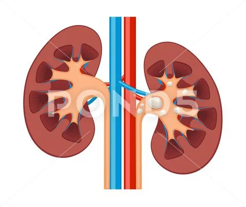 Kidney renal flat realistic icon. Human kidney anatomy vector organ icon: Graphic #168335261
