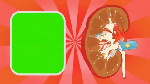 Kidney - Vector Animation - Human Body -... | Stock Video | Pond5