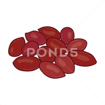 Kids drawing vector Illustration red bopple nuts Hicksbeachia ...
