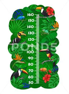 Kids height chart toucans and chameleons in jungle ~ Clip Art #162830683