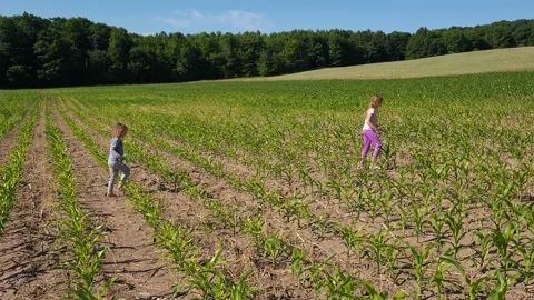 Kids playing in growing field of corn on... | Stock Video | Pond5