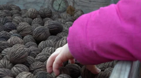 Kids playing with walnuts - close up sho... | Stock Video | Pond5