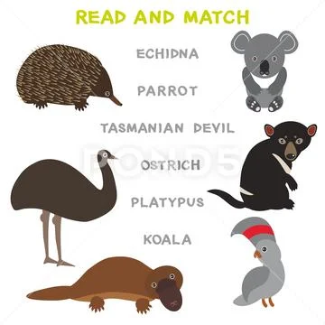 Kids words learning game worksheet read and match. Funny animals koala ostric: Royalty Free ...