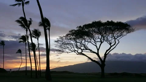 Kihei Maui Sunset Monkey Pod Rain Tree P... | Stock Video | Pond5