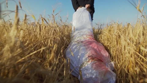 Killer dragging dead body through wheat ... | Stock Video | Pond5