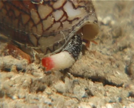 Killer textile cone snail hunting at nig... | Stock Video | Pond5