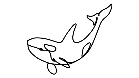 Killer whale one line drawing , black li... | Stock Video | Pond5