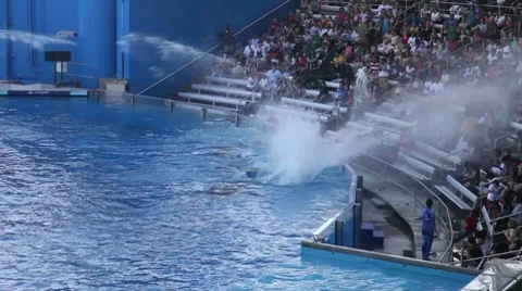 Killer whale splash people at Seaworld F... | Stock Video | Pond5