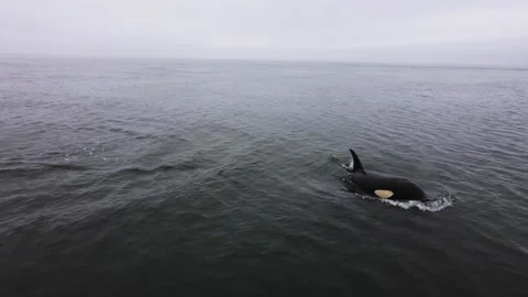 Killer Animals Stock Videos – Royalty-Free HD & 4K Videos | Pond5