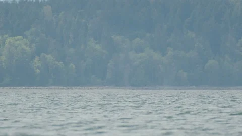 Killer Whales Orca Spouting Air, Wide Sh... | Stock Video | Pond5
