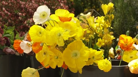 King and Queen Consort's flowers display... | Stock Video | Pond5