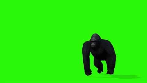 King Kong Green Screen Stock Video Footage | Royalty Free King Kong ...