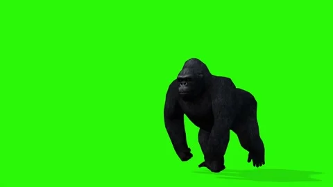 King Kong Green Screen Stock Video Footage | Royalty Free King Kong ...