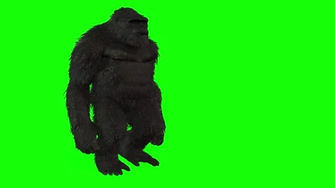 King Kong Green Screen Stock Video Footage | Royalty Free King Kong ...