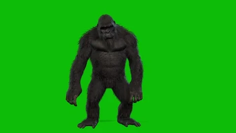 King Kong Green Screen Stock Video Footage | Royalty Free King Kong ...
