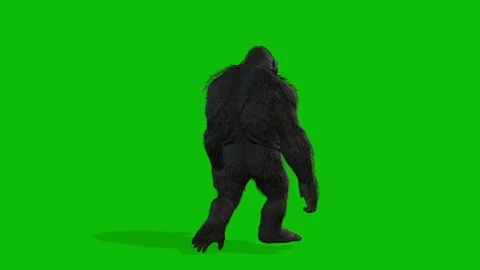King Kong Green Screen Stock Video Footage | Royalty Free King Kong ...