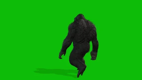King Kong Green Screen Stock Video Footage | Royalty Free King Kong ...