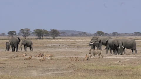 Eat All Stock Videos – Royalty-Free HD & 4K Videos