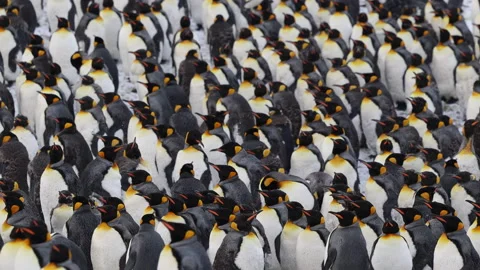King Penguin Rookery with Hundreds of Pe... | Stock Video | Pond5