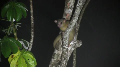 Scent Of A Stock Videos – Royalty-Free HD & 4K Videos