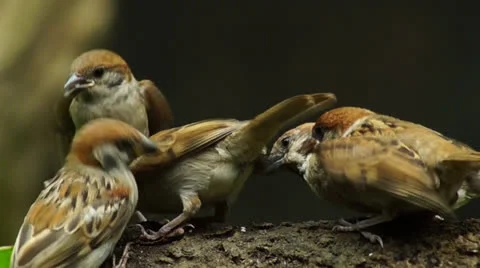 Hungry Kiss Stock Videos – Royalty-Free HD & 4K Videos