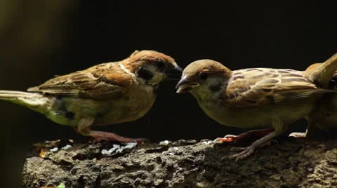 Hungry Kiss Stock Videos – Royalty-Free HD & 4K Videos