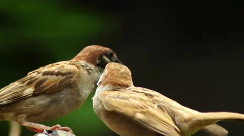 Hungry Kiss Stock Videos – Royalty-Free HD & 4K Videos