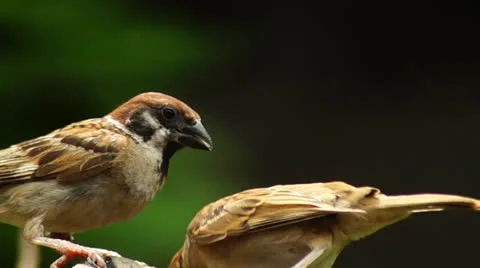 Hungry Kiss Stock Videos – Royalty-Free HD & 4K Videos