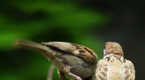 Hungry Kiss Stock Videos – Royalty-Free HD & 4K Videos