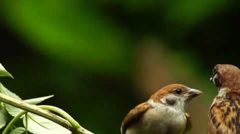 Hungry Kiss Stock Videos – Royalty-Free HD & 4K Videos