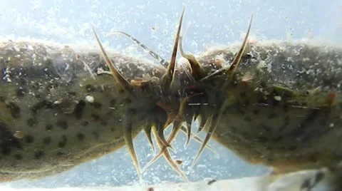 Kissing Fish Stock Video Footage | Royalty Free Kissing Fish Videos | Pond5