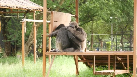 Kissing monkeys in zoo | Stock Video | Pond5