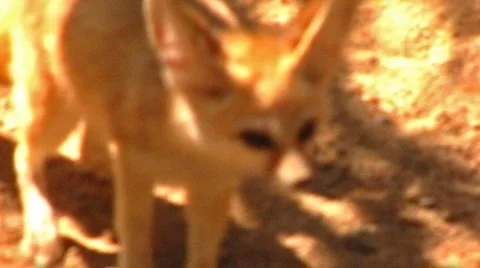 Kit Fox Stock Footage ~ Royalty Free Stock Videos | Pond5