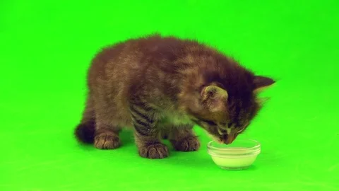 kitten drinks milk on the green screen | Stock Video | Pond5
