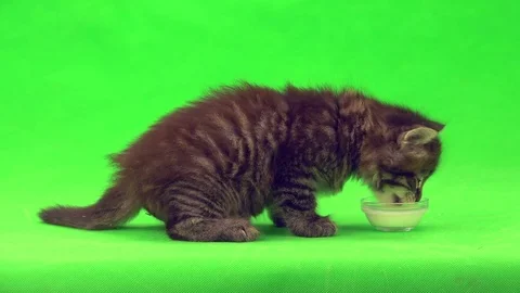 kitten drinks milk on the green screen | Stock Video | Pond5