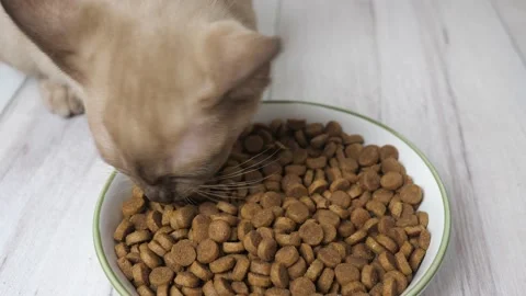 Kibble Stock Footage ~ Royalty Free Stock Videos | Page 3