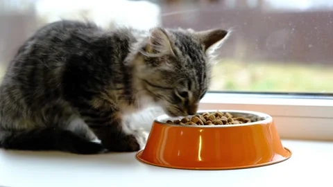 Cat Eating Stock Videos – Royalty-Free HD & 4K Videos