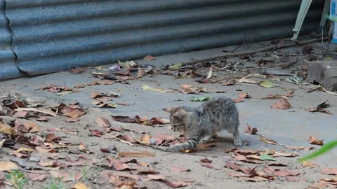 kitten having fun and playing with garba... | Stock Video | Pond5