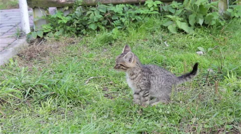 Lonely Meow Stock Videos – Royalty-Free HD & 4K Videos | Pond5
