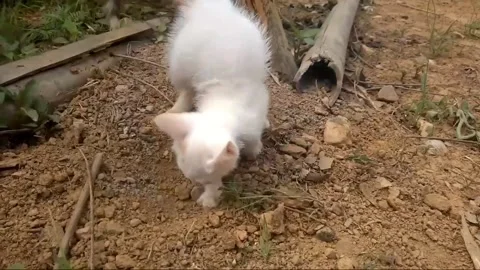 Close Up Pooping Stock Videos – Royalty-Free HD & 4K Videos | Pond5