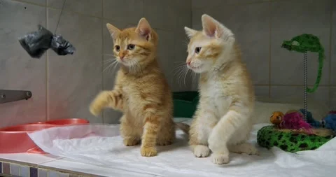 Cast Of Brothers Stock Videos – Royalty-Free HD & 4K Videos | Pond5