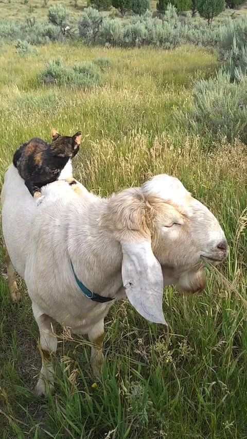 Kitty Gives Goat a Back Rub, Bancroft, I... | Stock Video | Pond5
