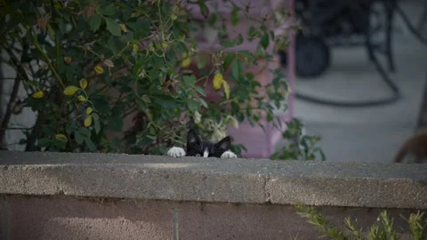 Showing Kitty Stock Videos – Royalty-Free HD & 4K Videos