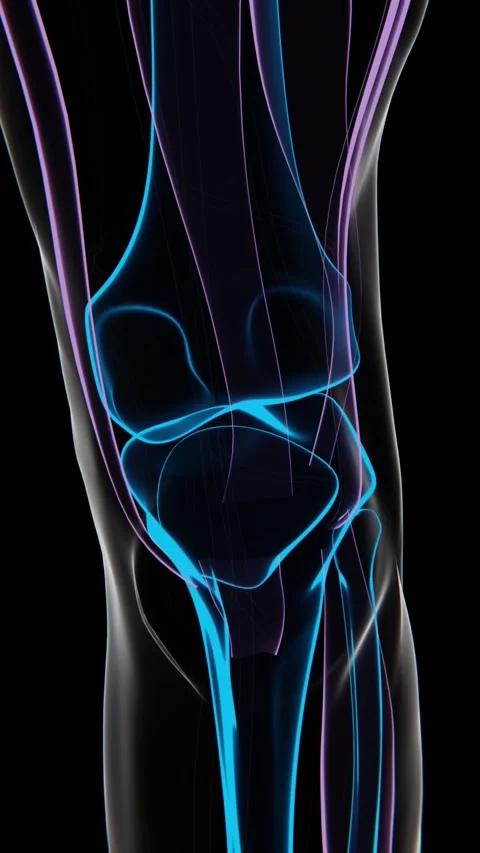 Knee Joint Ligaments Video in Vertical |... | Stock Video | Pond5