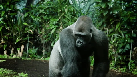 Knuckle walking gorilla slow motion | Stock Video | Pond5