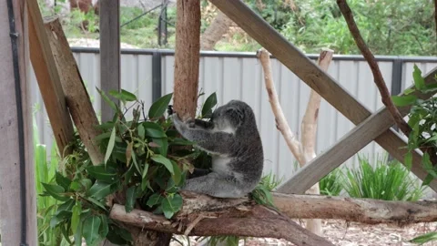 Koala holding on to his eucalyptus tree.... | Stock Video | Pond5