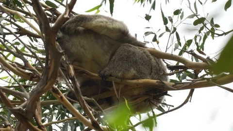 Sleeping Koala Stock Videos – Royalty-Free HD & 4K Videos | Page 3