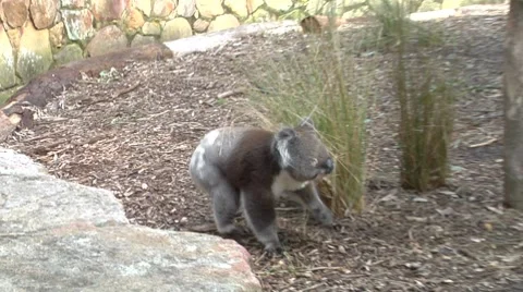 Koala moving around his enclosure | Stock Video | Pond5