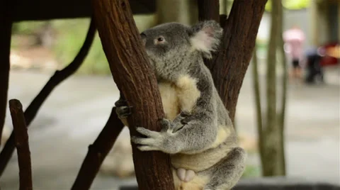 Koala Pooping | Stock Video | Pond5